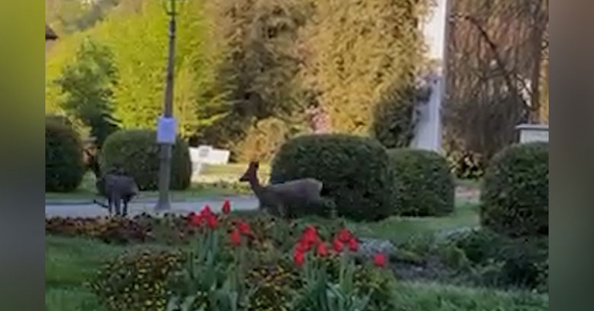 Nenavaden prizor: Izgubljena srnjaka v starem Krškem | Radio Brežice Eu